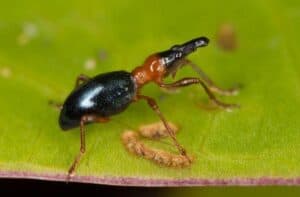 Animals that Feign Death to Escape Predators - Nature Roamer