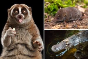 Venomous Mammals: From Shrews to the Platypus - Nature Roamer