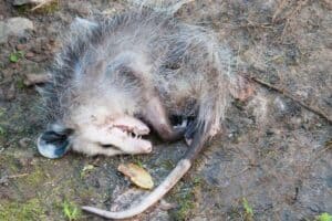 Animals that Feign Death to Escape Predators - Nature Roamer