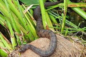 North American Water Snakes: A Comprehensive Guide - Nature Roamer