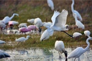 Animals that Undertake Extraordinary Migrations - Nature Roamer
