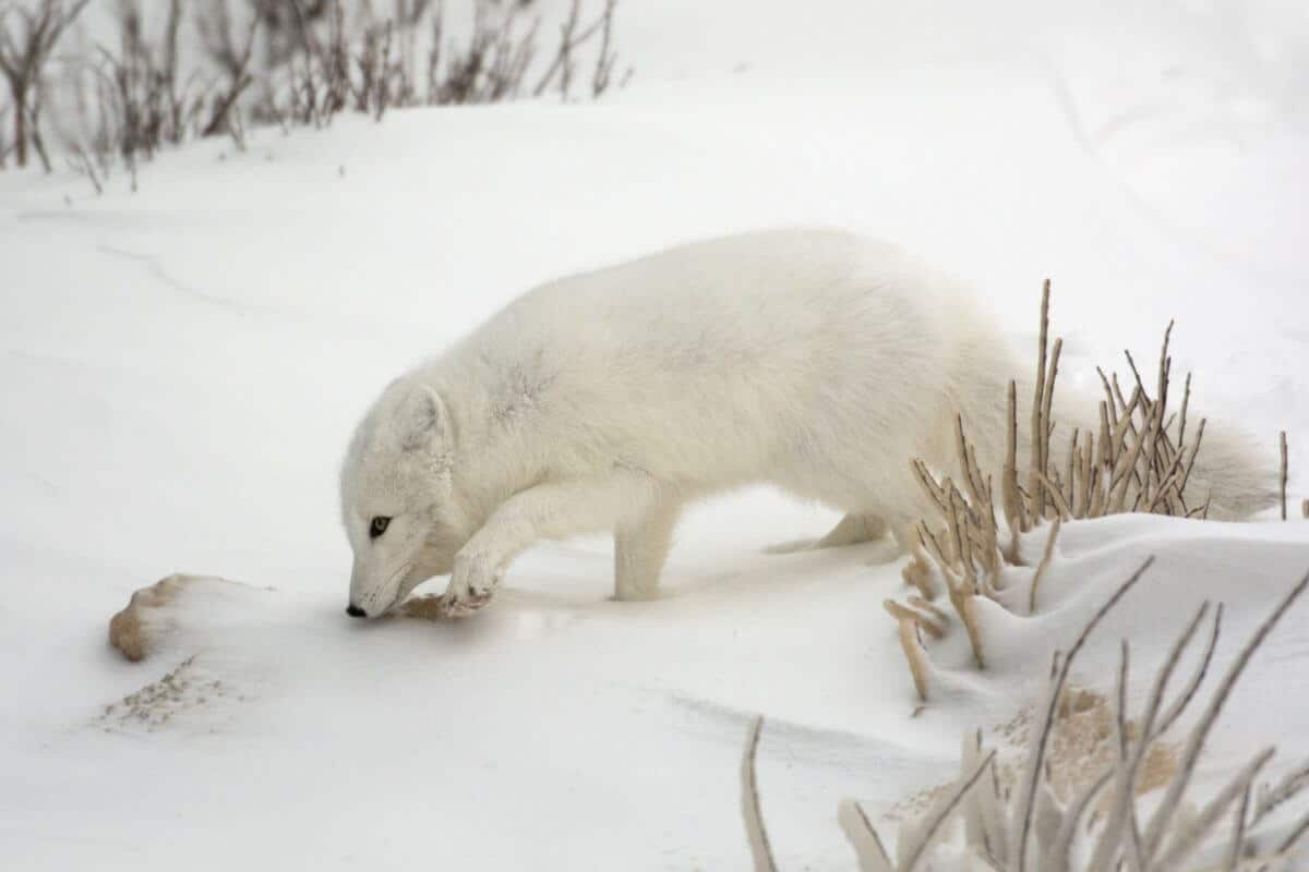 Animals Under Threat from Climate Change - Nature Roamer