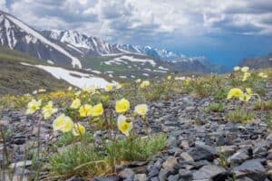 Adaptations of Tundra Plants: Thriving in the Arctic - Nature Roamer