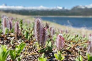 Adaptations of Tundra Plants: Thriving in the Arctic - Nature Roamer