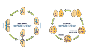 Asexual Reproduction in Nature: Examples & Implications - Nature Roamer