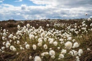 Adaptations of Tundra Plants: Thriving in the Arctic - Nature Roamer
