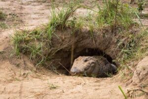 Hibernation in the Animal Kingdom - Nature Roamer