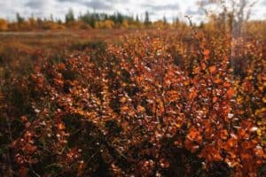 Adaptations of Tundra Plants: Thriving in the Arctic - Nature Roamer