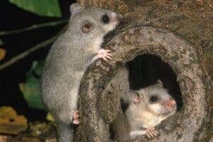 Hibernation in the Animal Kingdom - Nature Roamer