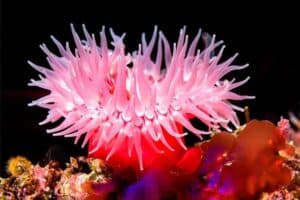 Mindless Wonders: Animals without Brains - Nature Roamer