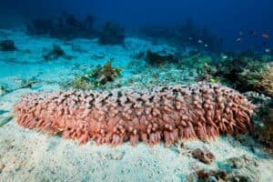 Mindless Wonders: Animals without Brains - Nature Roamer