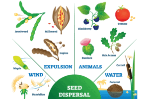 Plant Delivery Systems: Understanding Seed Dispersal - Nature Roamer