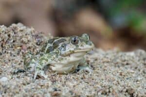 Hibernation in the Animal Kingdom - Nature Roamer