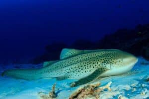 Asexual Reproduction in Nature: Examples & Implications - Nature Roamer