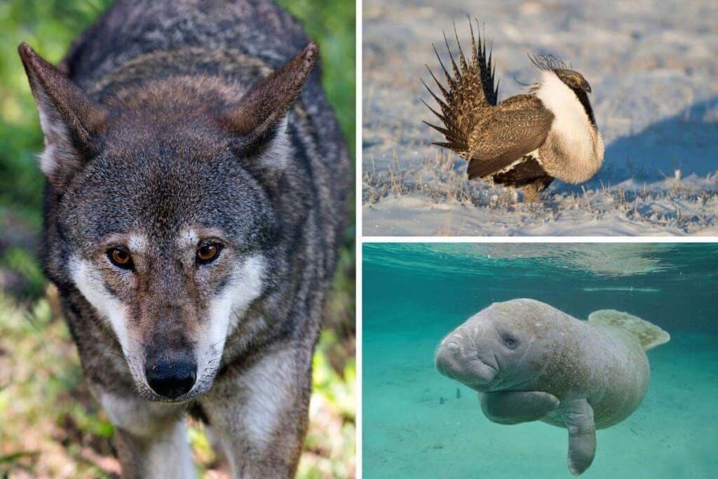 Gliding Animal Species & Their Adaptations - Nature Roamer