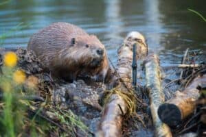 The Vital Role of Keystone Species in Ecosystems - Nature Roamer
