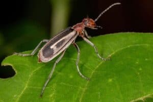 Insect Chemical Defense Mechanisms - Nature Roamer