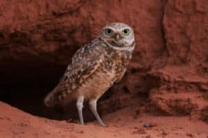 Desert Bird Adaptations: Life in the Heat - Nature Roamer