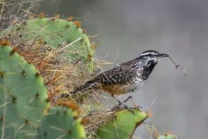Desert Bird Adaptations: Life in the Heat - Nature Roamer