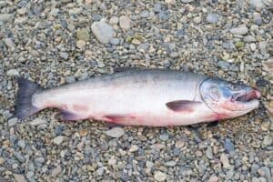 Ultimate Guide to Salmon: All You Need to Know - Nature Roamer