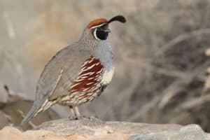 Desert Bird Adaptations: Life in the Heat - Nature Roamer