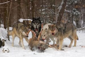 The Vital Role of Keystone Species in Ecosystems - Nature Roamer