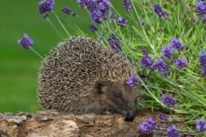 UK's Endangered Animals: A Battle for Survival - Nature Roamer