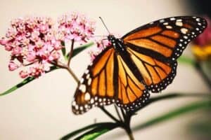 Insect Chemical Defense Mechanisms - Nature Roamer