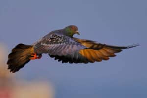 Pigeon Navigation: Unraveling the Secrets - Nature Roamer