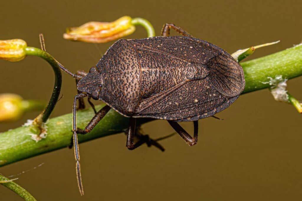 Insect Chemical Defense Mechanisms - Nature Roamer