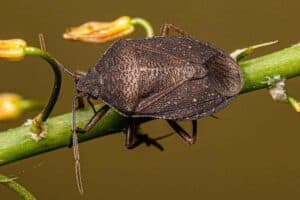 Insect Chemical Defense Mechanisms - Nature Roamer