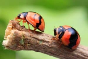 Insect Chemical Defense Mechanisms - Nature Roamer