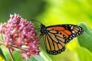 Insect Chemical Defense Mechanisms - Nature Roamer