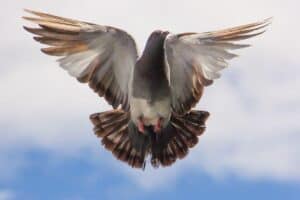 Pigeon Navigation: Unraveling the Secrets - Nature Roamer
