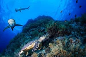 A Look at the Marine World of Sea Turtles - Nature Roamer
