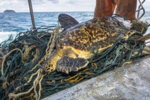 A Look at the Marine World of Sea Turtles - Nature Roamer
