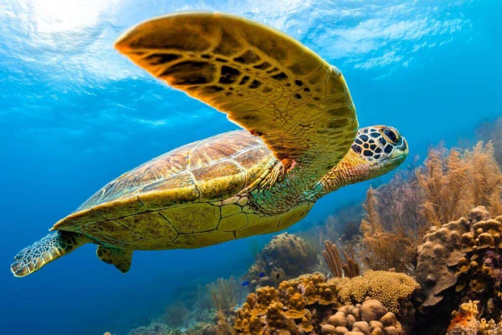 Deep-Sea Creatures & Their Unique Adaptations - Nature Roamer