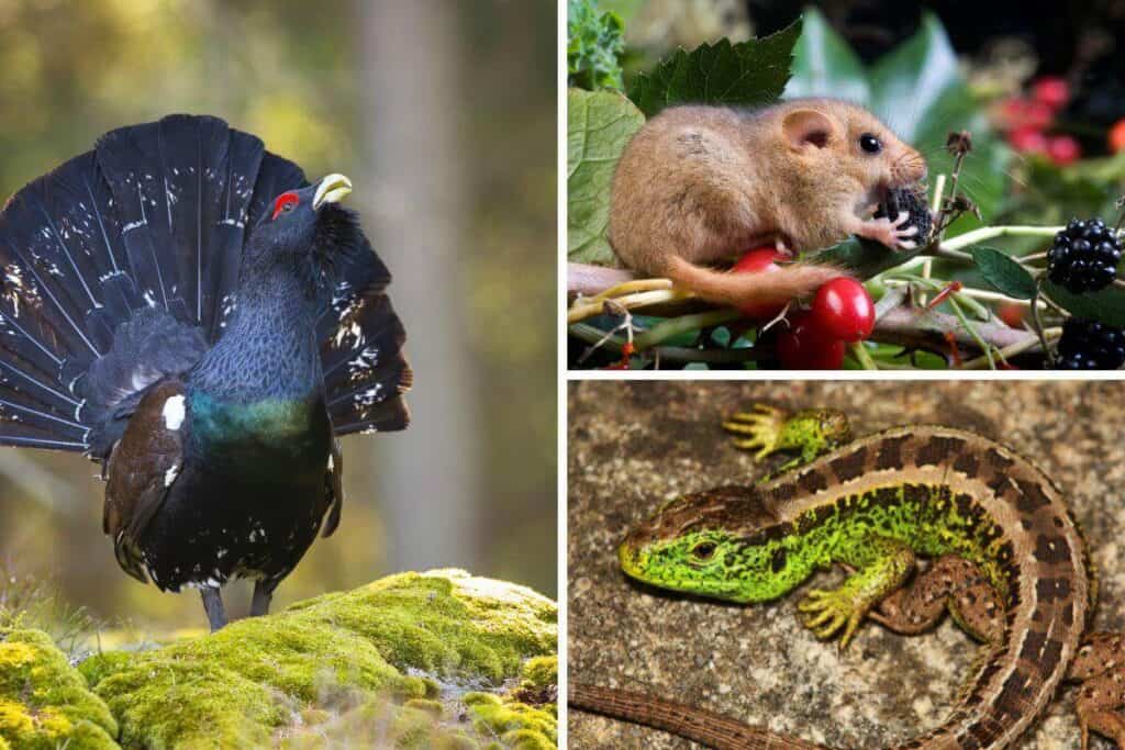 Biomimicry: Animal-Inspired Inventions - Nature Roamer