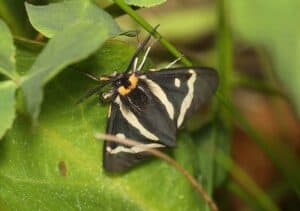 Insect Chemical Defense Mechanisms - Nature Roamer