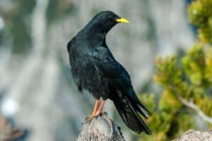 Adaptations of High-Altitude Birds - Nature Roamer