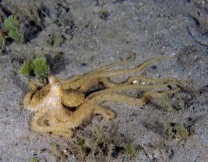 Octopus: Shape-Shifting Ocean Wonders - Nature Roamer
