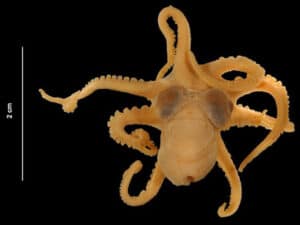 Octopus: Shape-Shifting Ocean Wonders - Nature Roamer