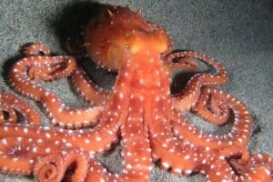 Octopus: Shape-Shifting Ocean Wonders - Nature Roamer