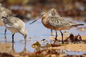 How Birds Can Predict Changes in Weather Patterns - Nature Roamer