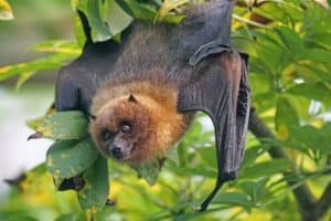 Remarkable Senses of Animals - Nature Roamer