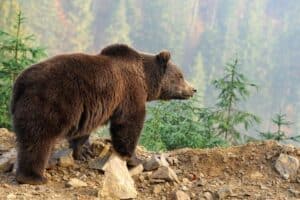 Remarkable Senses of Animals - Nature Roamer