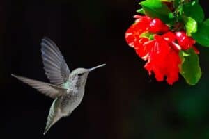 Remarkable Senses of Animals - Nature Roamer