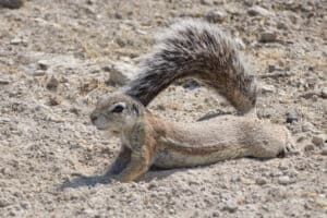 How do Tails Help Animals? - Nature Roamer