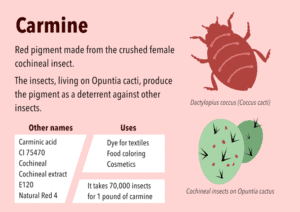 Why We Should Appreciate Insects: Their Benefits & Importance - Nature ...