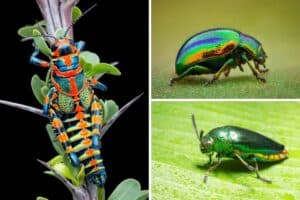 Nature's Living Rainbows: Exploring Colorful Insects - Nature Roamer